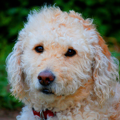 @cassie_dog - Napa's Daily Growl