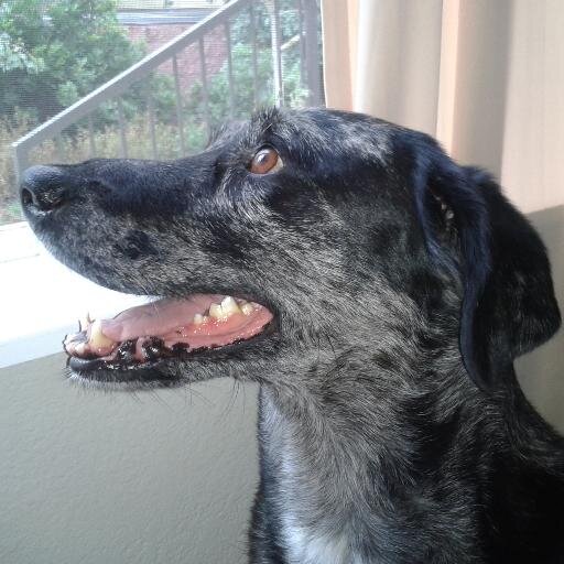 @RogerDog - Napa's Daily Growl