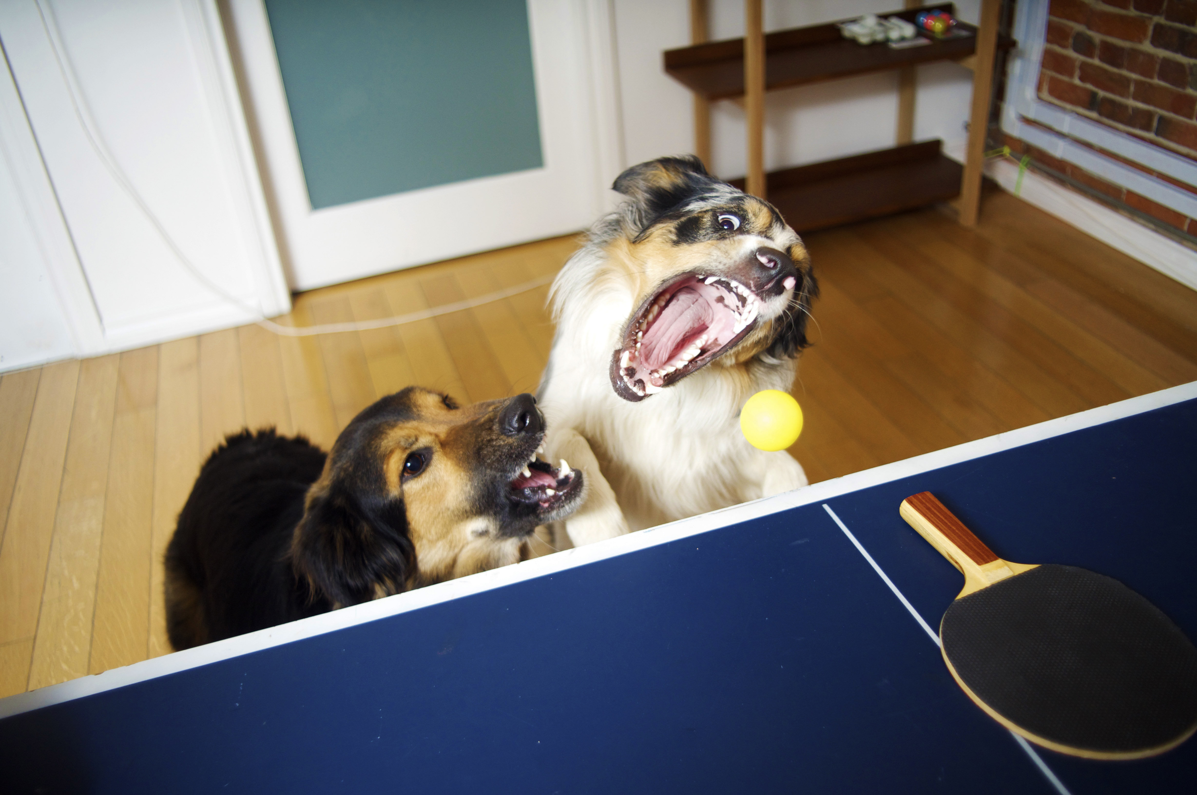 pong - Napa's Daily Growl