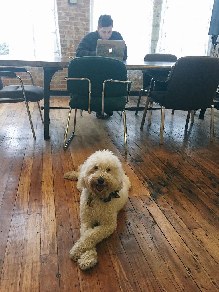 5 Tips Before Hiring an Office Dog