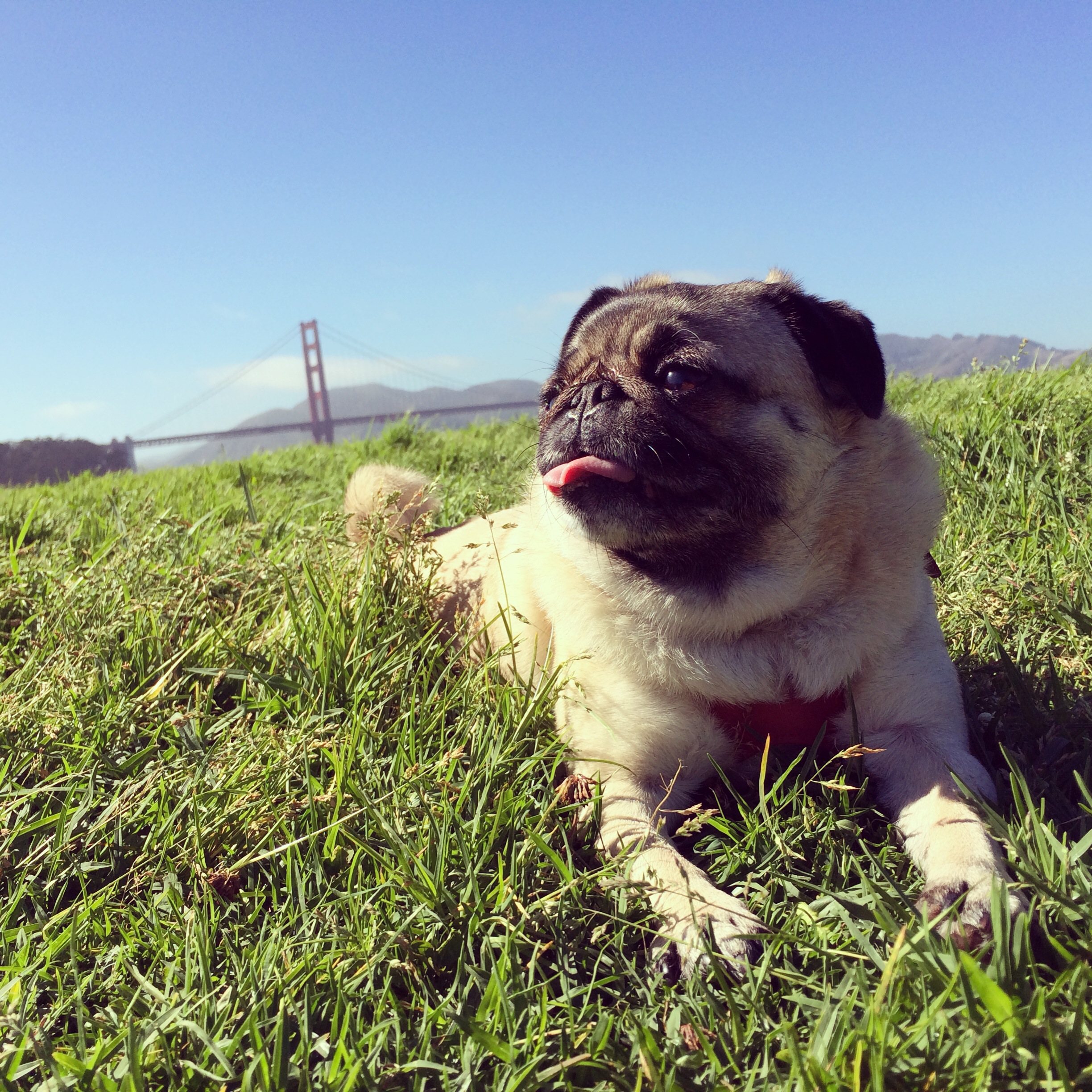 Meet Momo from Pet Lifestyle and You