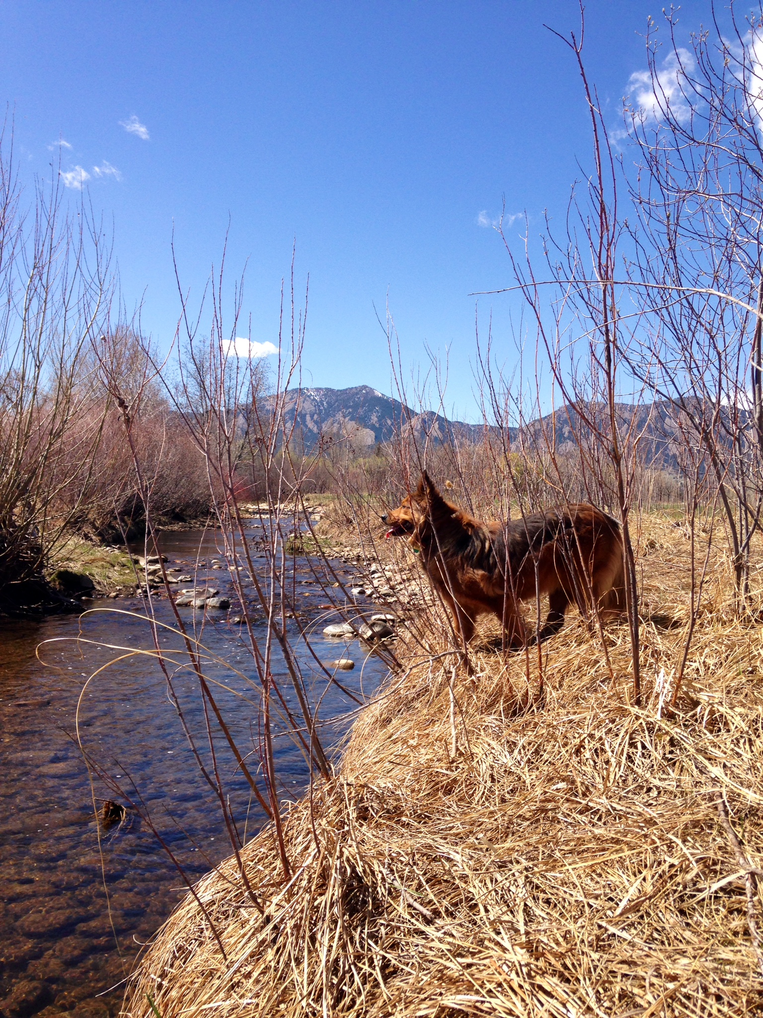 Photo 6 - Colorado Native - Napa's Daily Growl