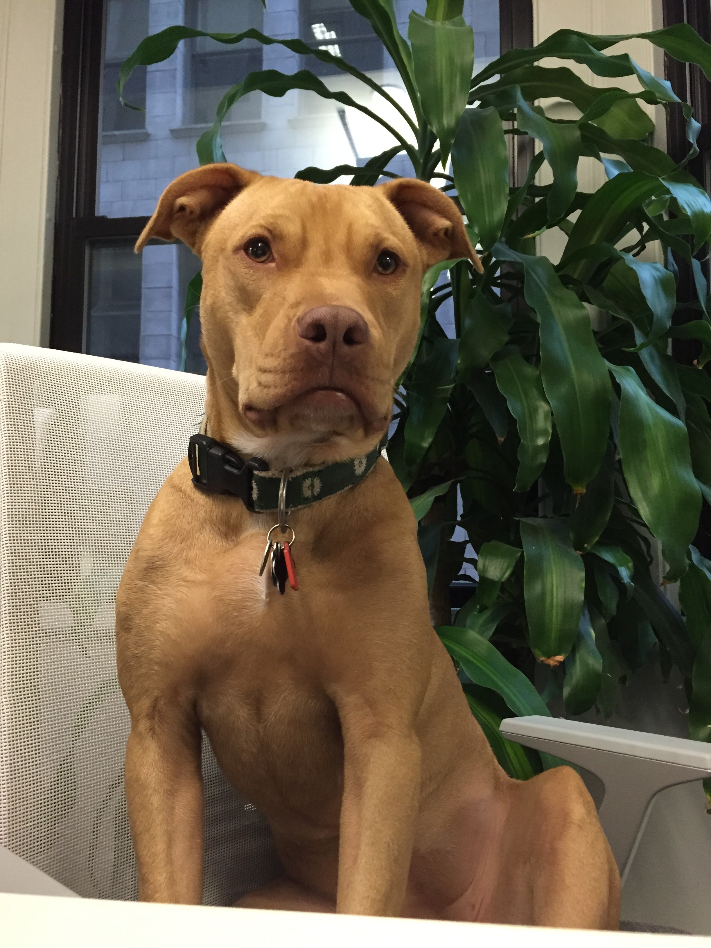 IMG_0060 - Napa's Daily Growl